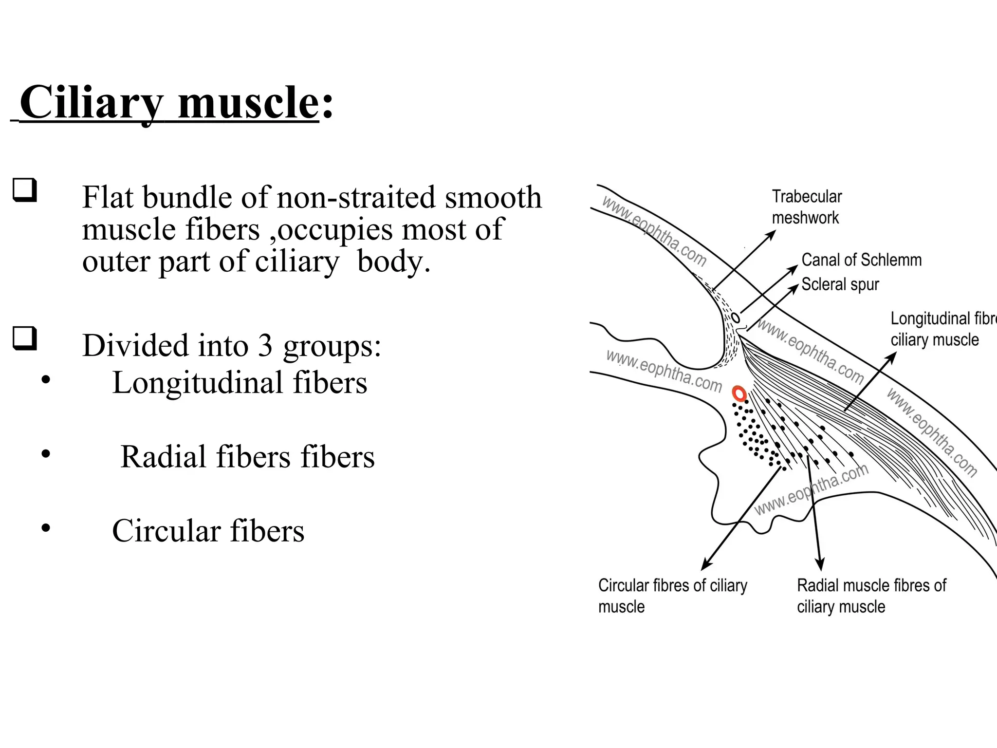 Anatomy of uvea and mechanism of uveitis.ppt