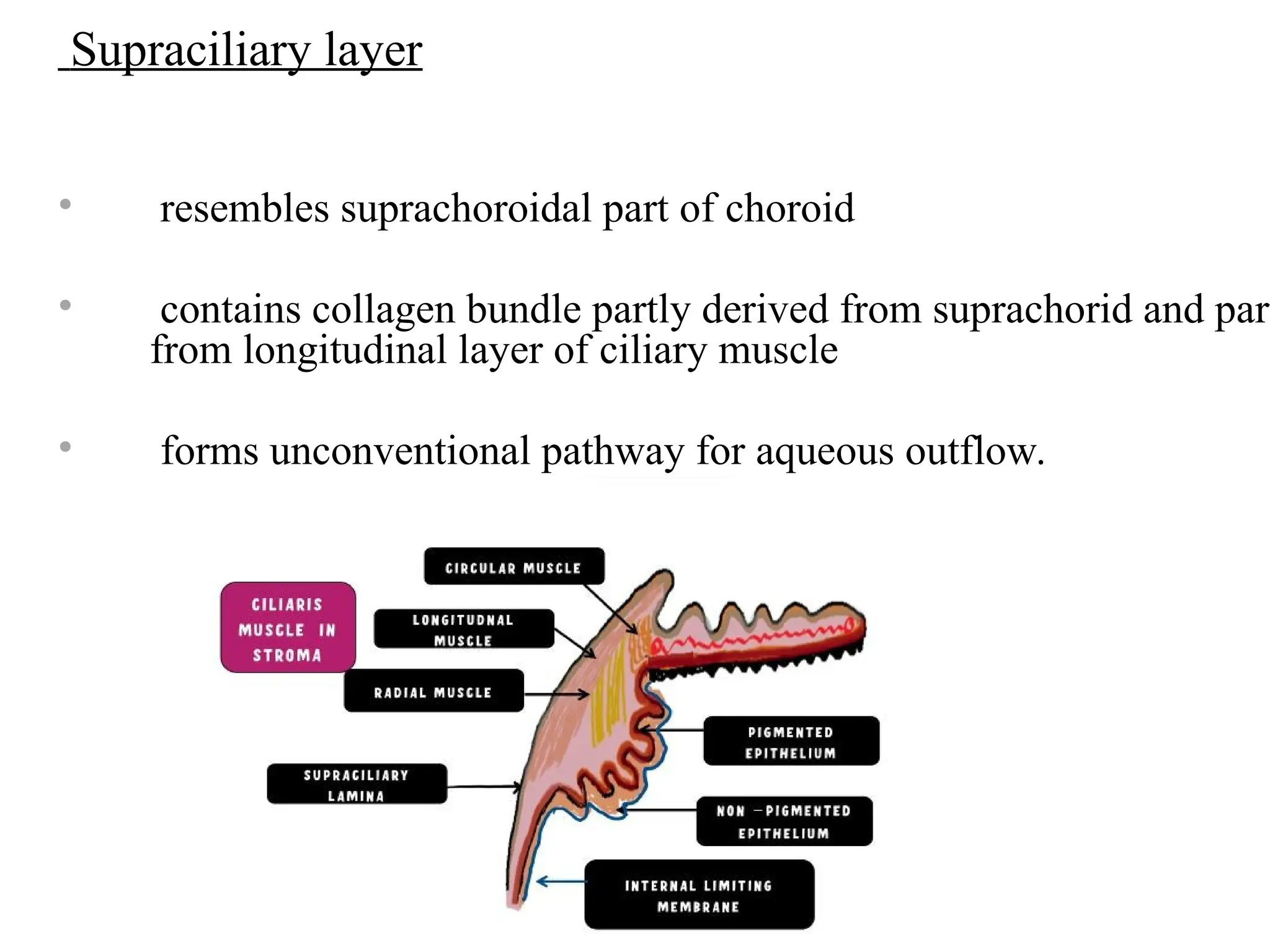 Anatomy of uvea and mechanism of uveitis.ppt