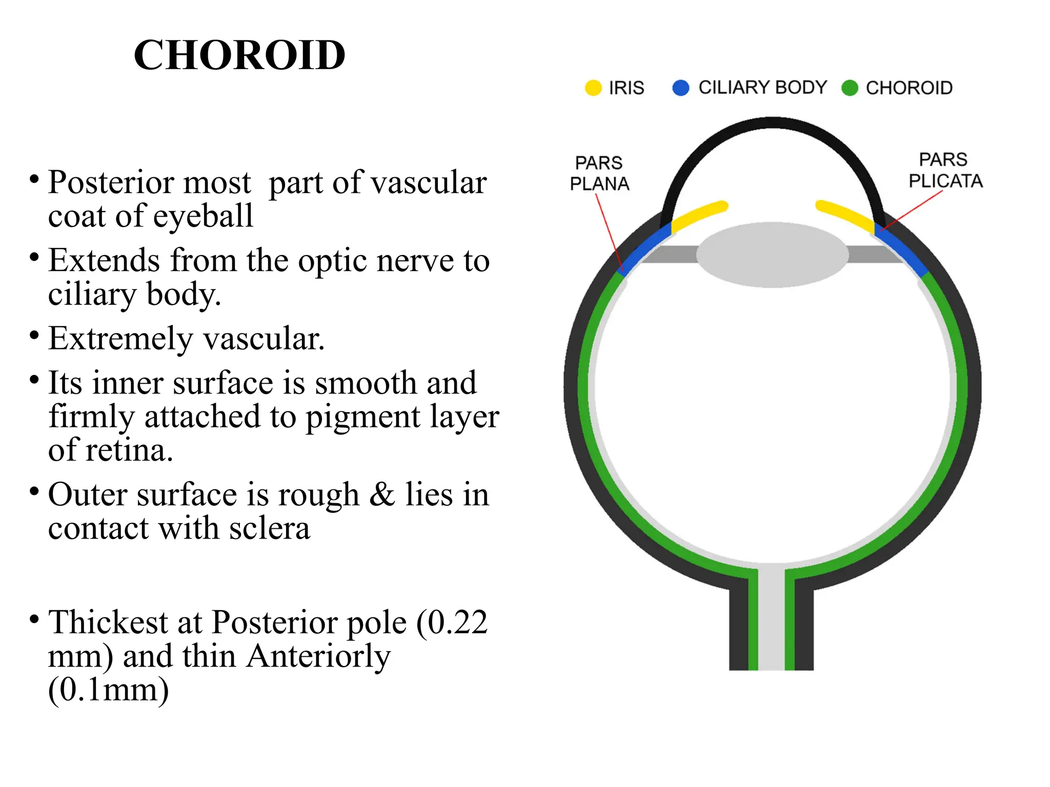 Anatomy of uvea and mechanism of uveitis.ppt