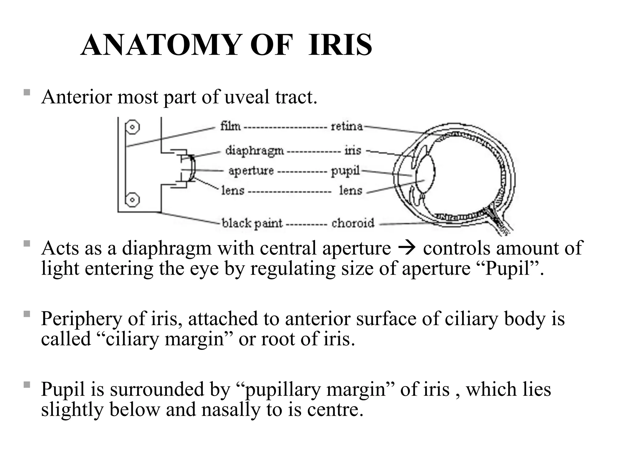 Anatomy of uvea and mechanism of uveitis.ppt