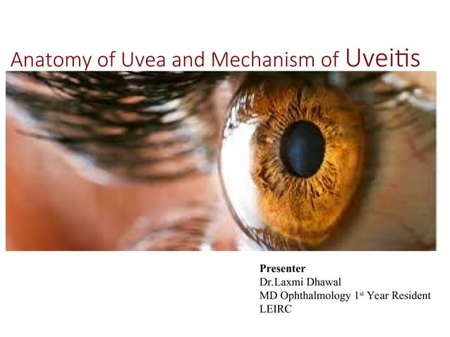 Anatomy of uvea and mechanism of uveitis.ppt