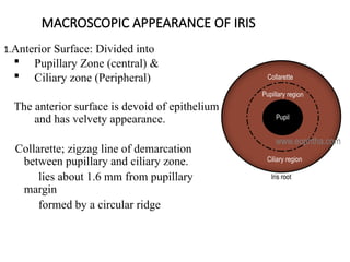 Anatomy of uvea and mechanism of uveitis.ppt
