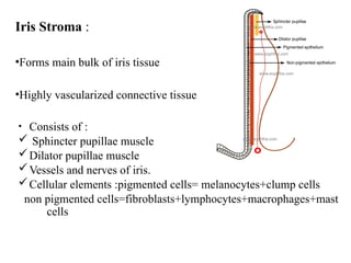 Anatomy of uvea and mechanism of uveitis.ppt