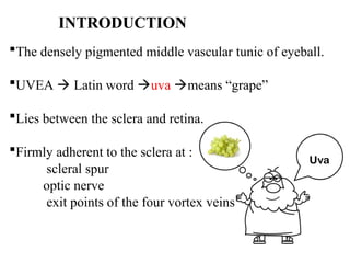 Anatomy of uvea and mechanism of uveitis.ppt