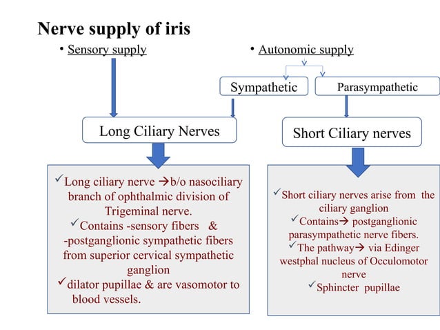 Anatomy of uvea and mechanism of uveitis.ppt