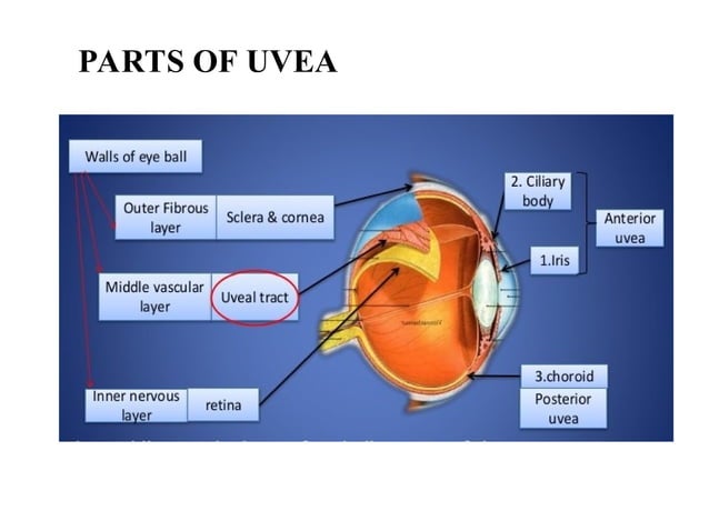 Anatomy of uvea and mechanism of uveitis.ppt