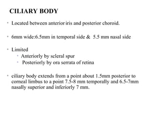 Anatomy of uvea and mechanism of uveitis.ppt