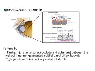 Anatomy of uvea and mechanism of uveitis.ppt