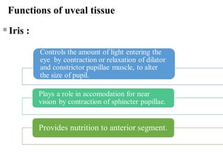 Anatomy of uvea and mechanism of uveitis.ppt