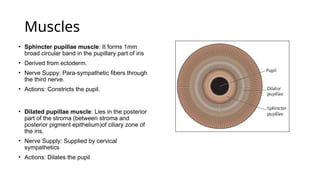 Anatomy of uveal tract and everything else about it | PPTX
