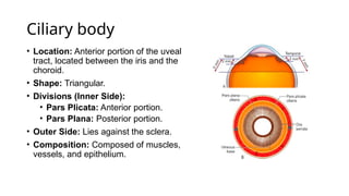 Anatomy of uveal tract and everything else about it | PPTX