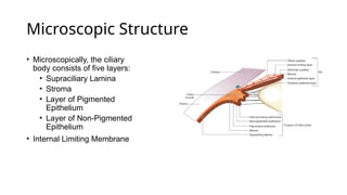 Anatomy of uveal tract and everything else about it | PPTX
