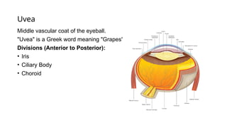 Anatomy of uveal tract and everything else about it | PPTX