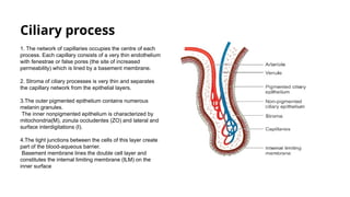 Anatomy of uveal tract and everything else about it | PPTX