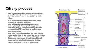 Anatomy of uveal tract and everything else about it | PPTX
