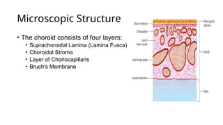 Anatomy of uveal tract and everything else about it | PPTX