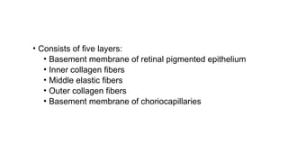 Anatomy of uveal tract and everything else about it | PPTX