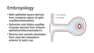 Anatomy of uveal tract and everything else about it | PPTX