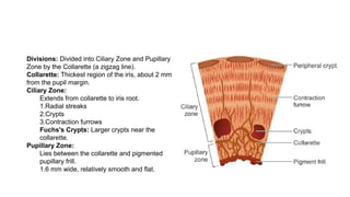 Anatomy of uveal tract and everything else about it | PPTX