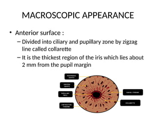 anatomy of uveal tract anatomy of uveal tract.pptx