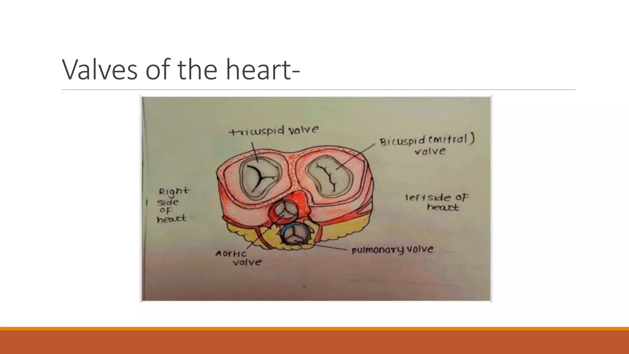 Anatomy of valves of the human heart by Dr. Karle Geetanjali | PPTX