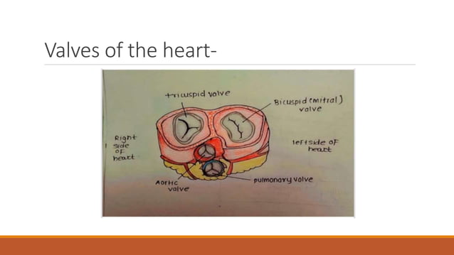 Anatomy of valves of the human heart by Dr. Karle Geetanjali | PPTX