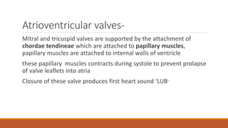 Anatomy of valves of the human heart by Dr. Karle Geetanjali | PPTX