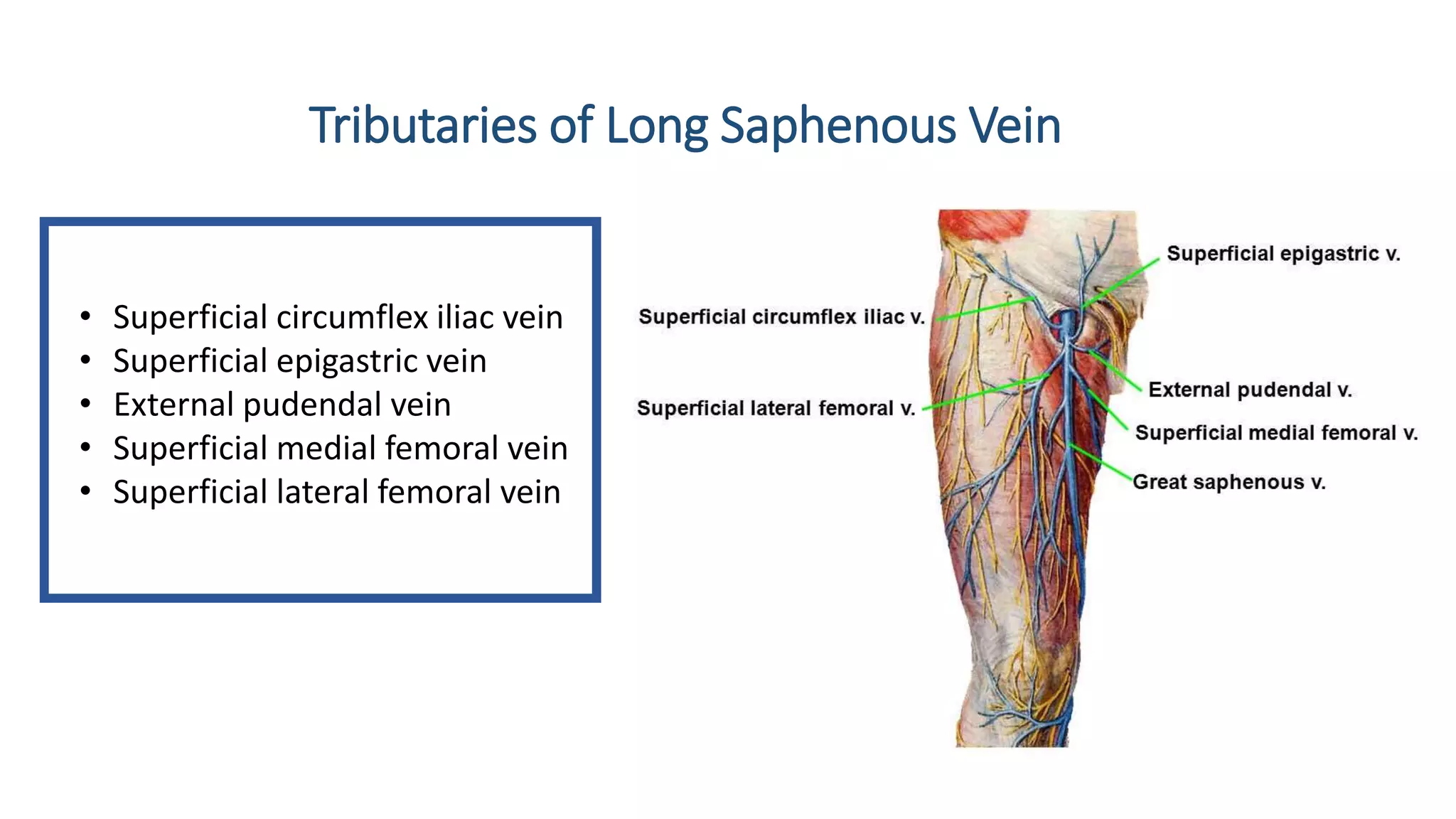 ANATOMY OF VENOUS SYSTEM.pptx