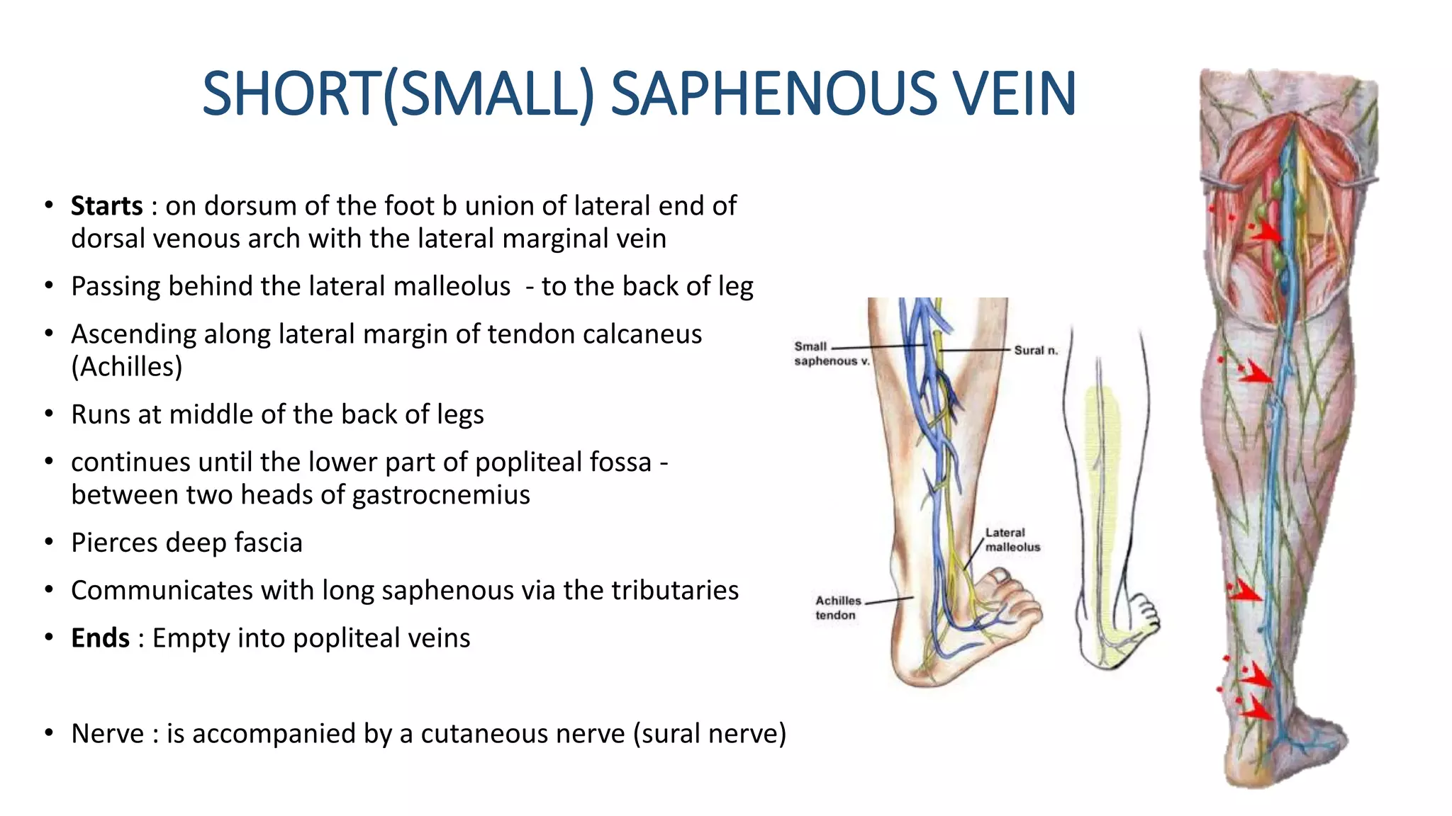 ANATOMY OF VENOUS SYSTEM.pptx