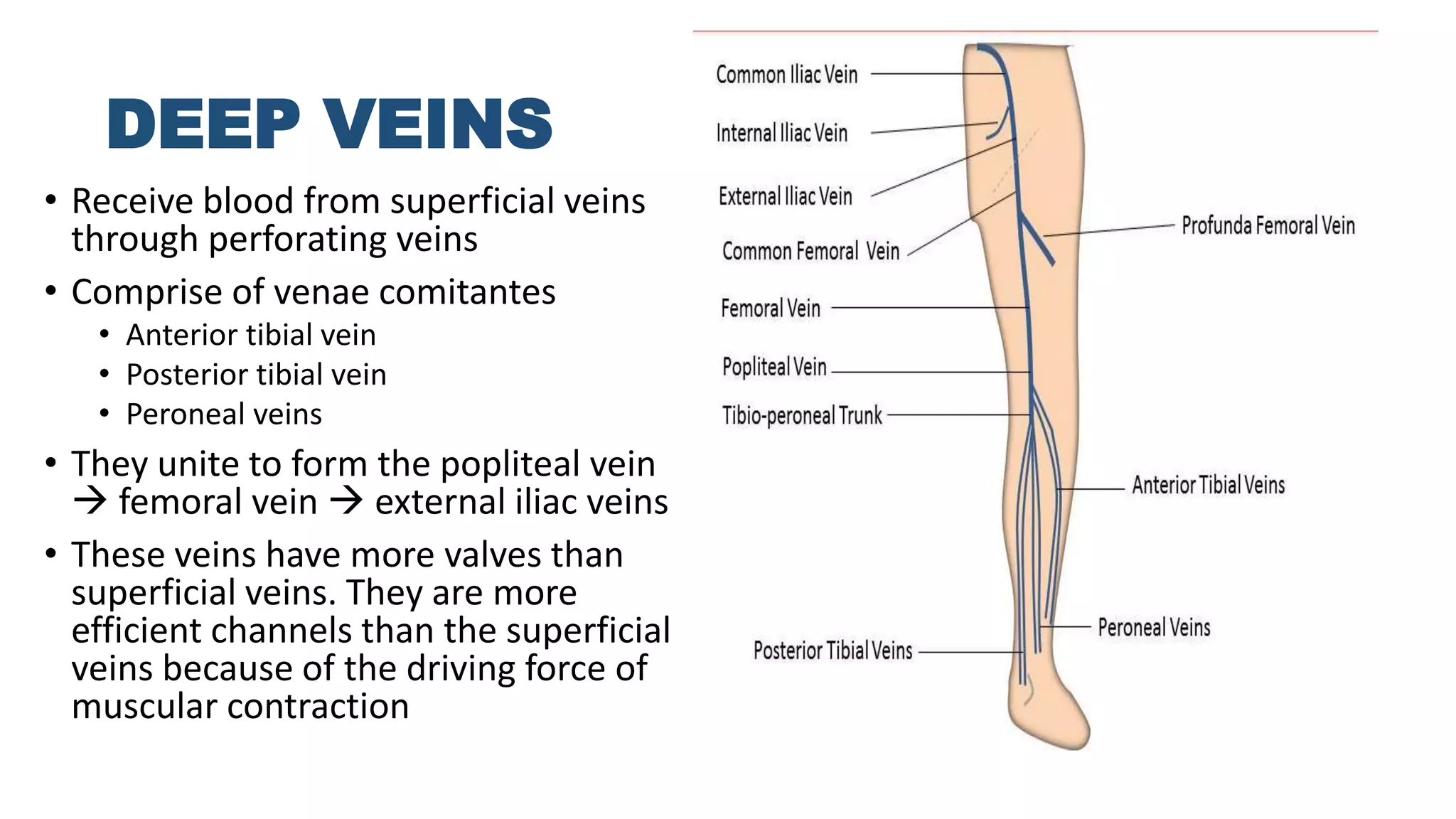 ANATOMY OF VENOUS SYSTEM.pptx
