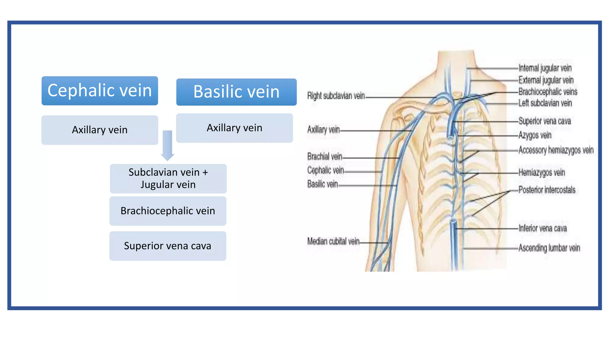 ANATOMY OF VENOUS SYSTEM.pptx