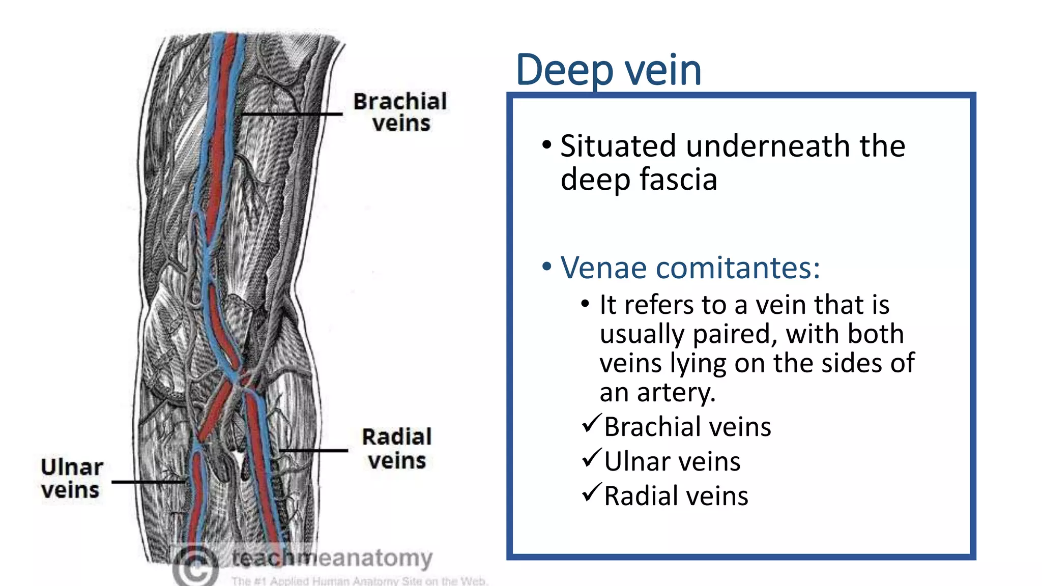 ANATOMY OF VENOUS SYSTEM.pptx