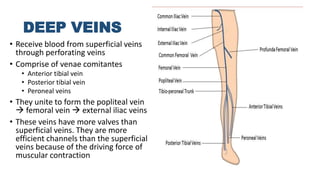 ANATOMY OF VENOUS SYSTEM.pptx