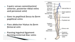 ANATOMY OF VENOUS SYSTEM.pptx