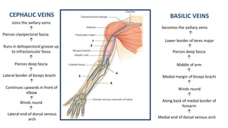 ANATOMY OF VENOUS SYSTEM.pptx