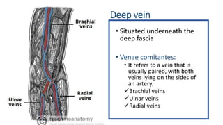 ANATOMY OF VENOUS SYSTEM.pptx