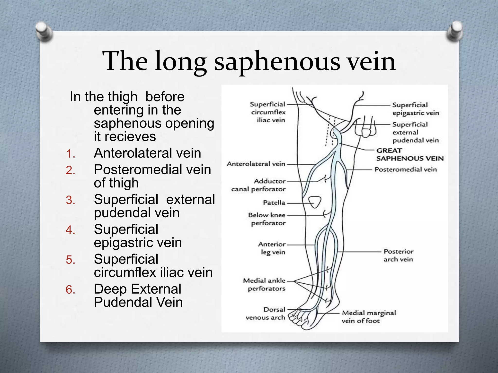 Anatomy of venous system of lower limb | PPTX