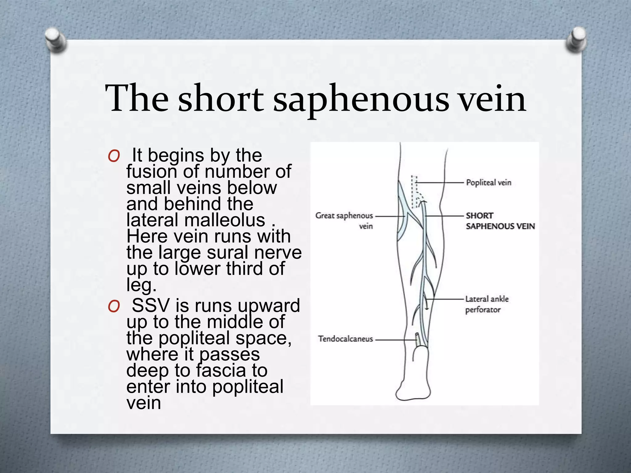 Anatomy of venous system of lower limb | PPTX