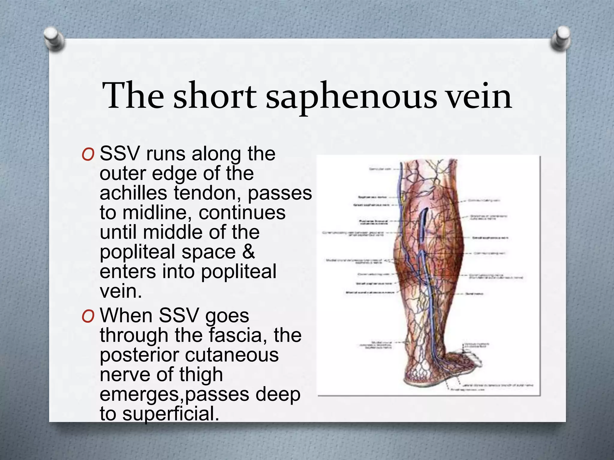 Anatomy of venous system of lower limb | PPTX