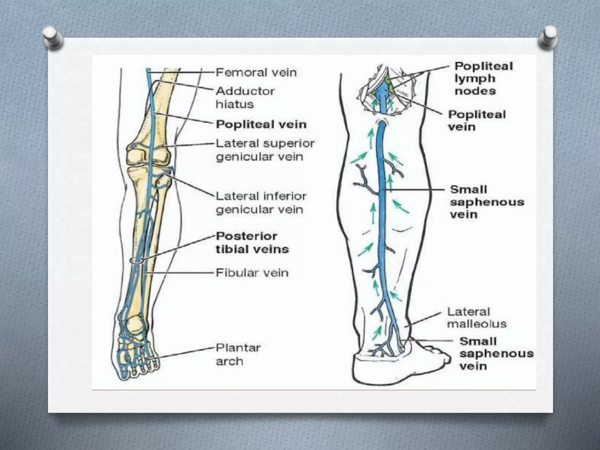 Anatomy of venous system of lower limb | PPTX