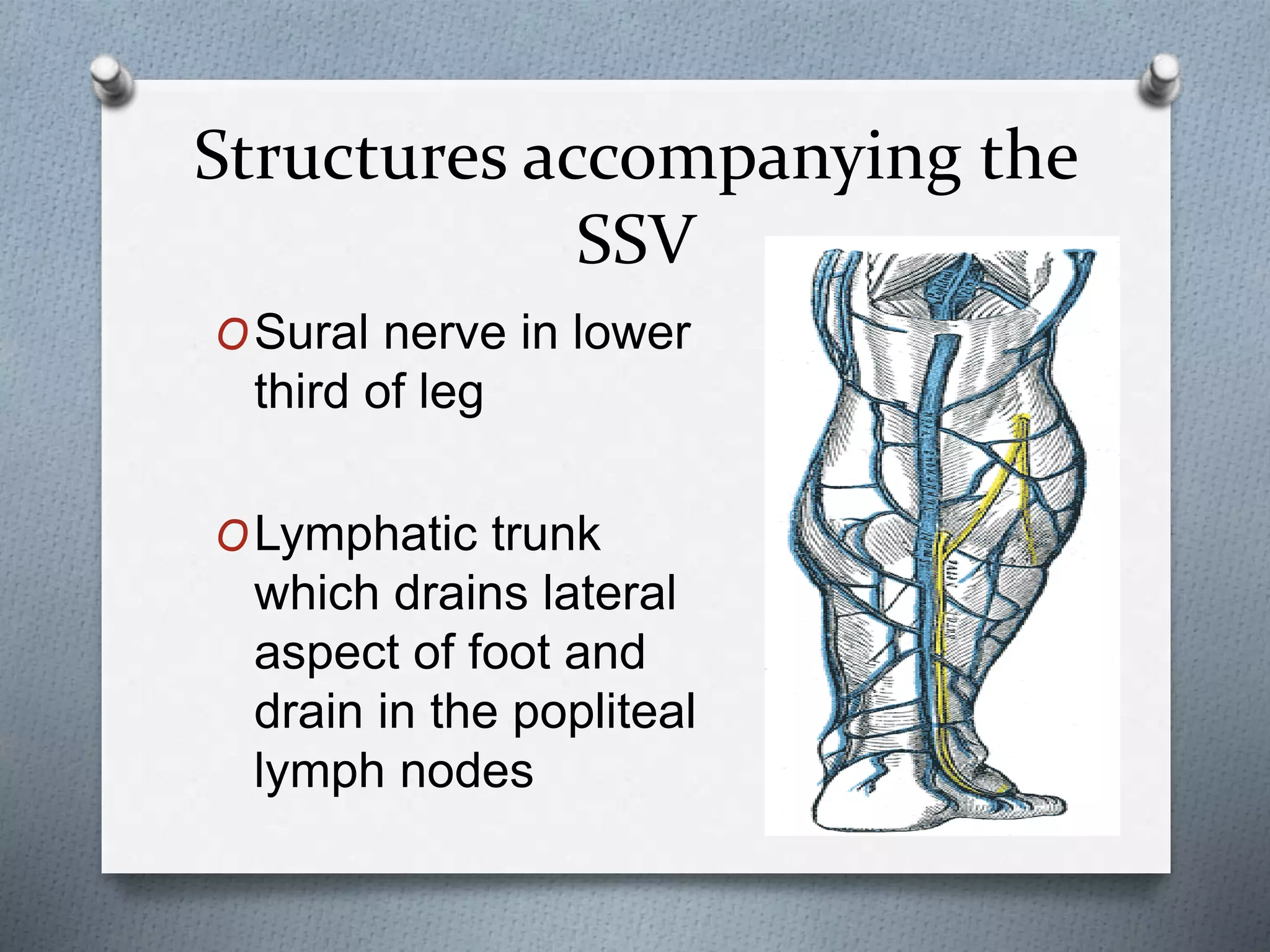 Anatomy of venous system of lower limb | PPTX