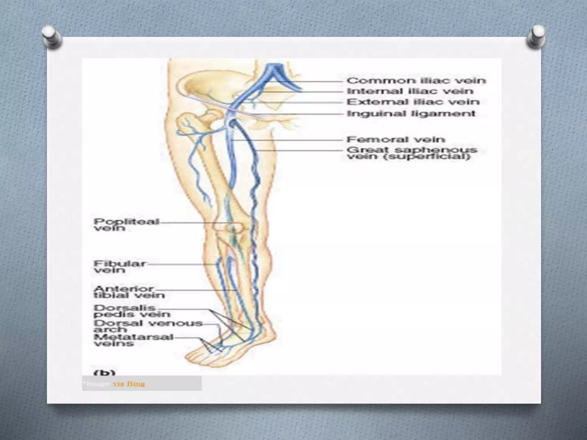 Anatomy of venous system of lower limb | PPTX