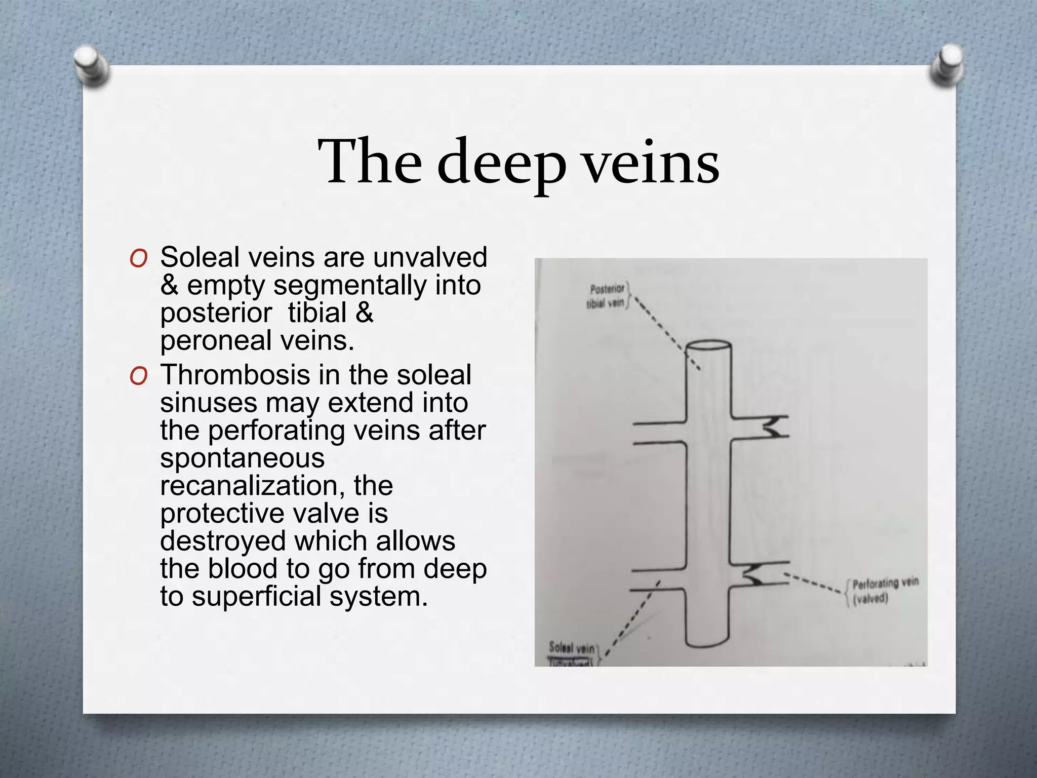 Anatomy of venous system of lower limb | PPTX