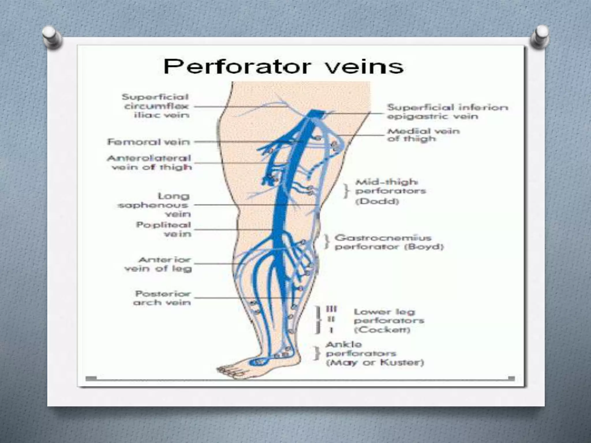 Anatomy of venous system of lower limb | PPTX