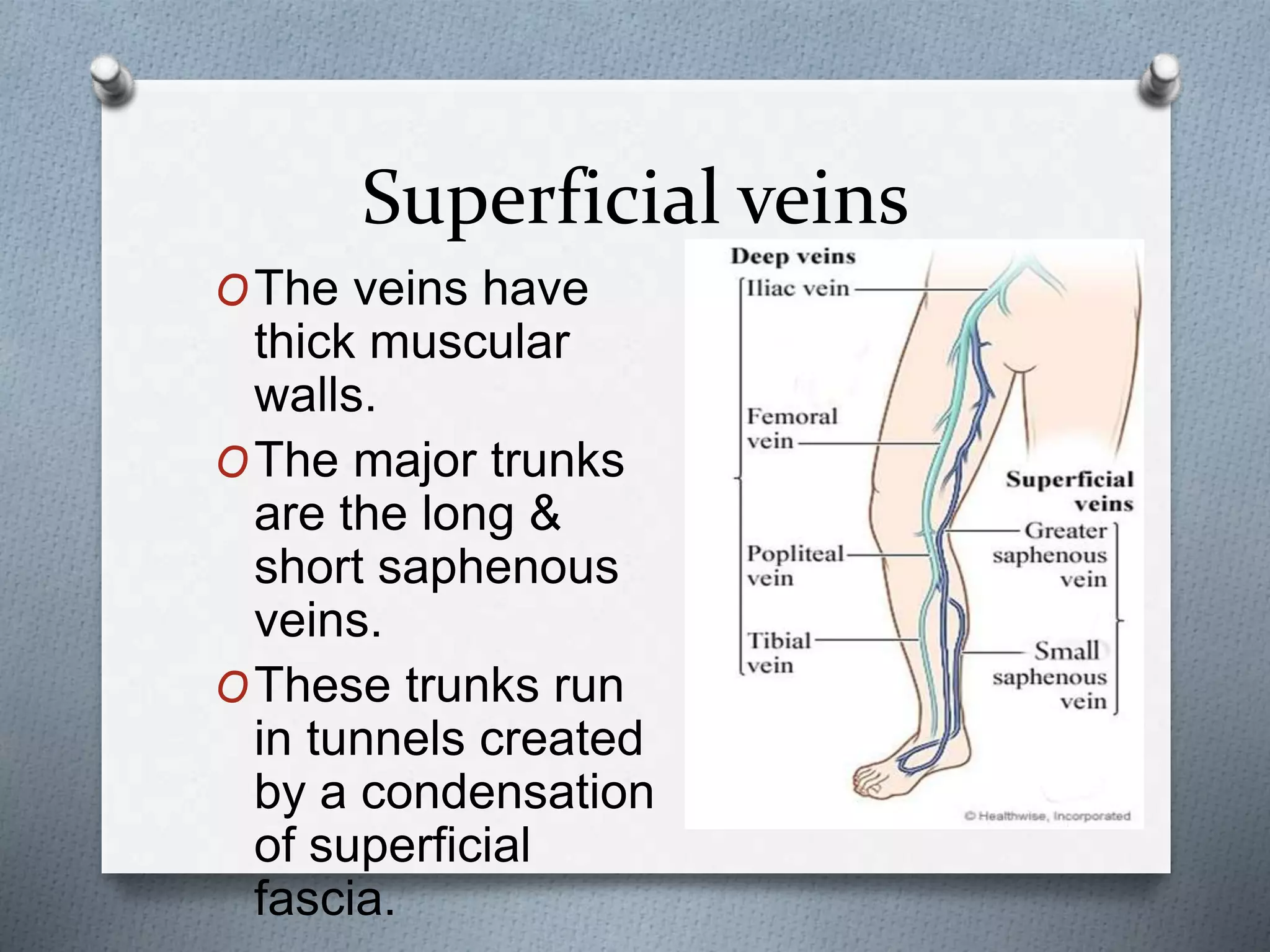 Anatomy of venous system of lower limb | PPTX