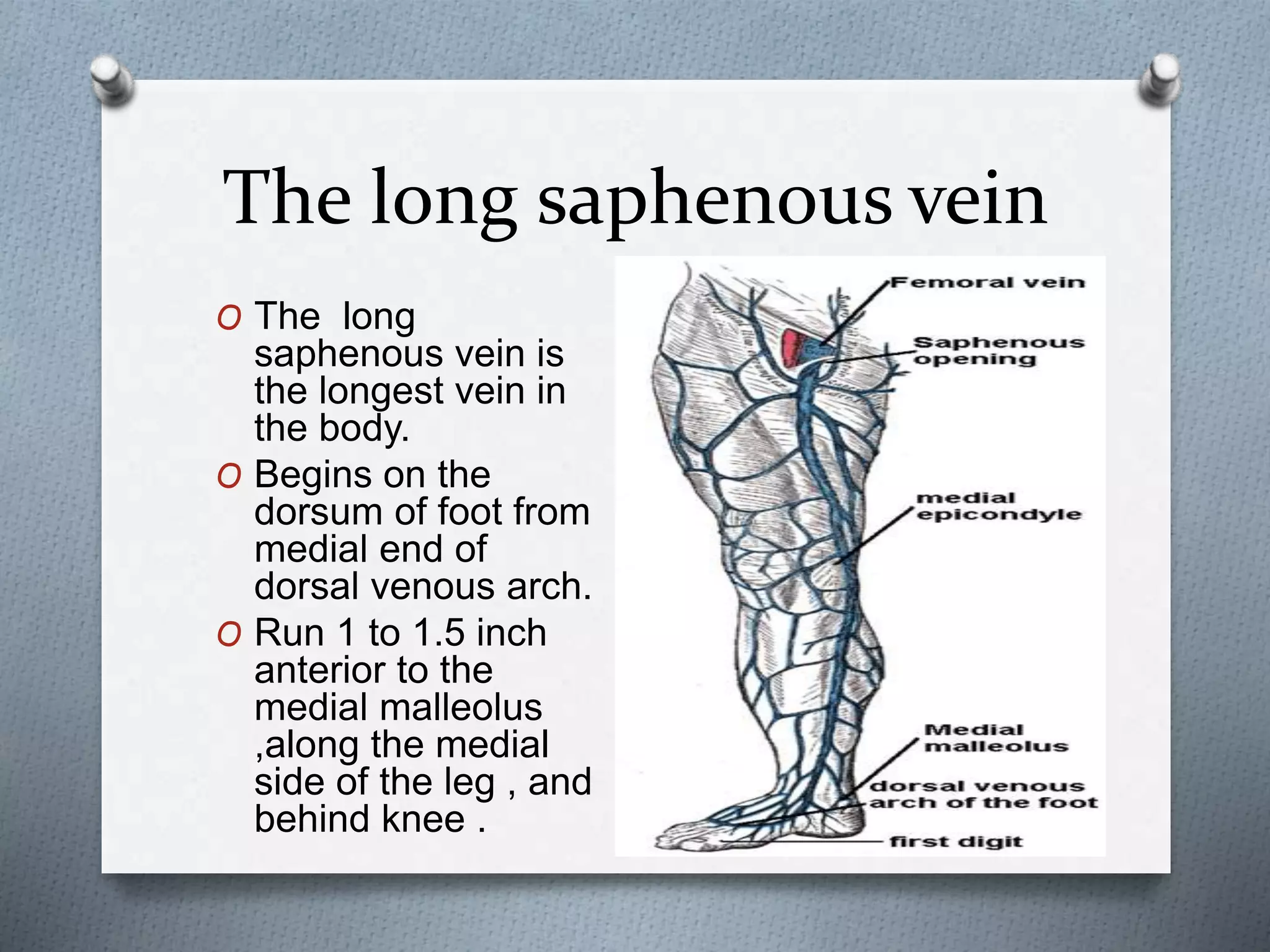 Anatomy of venous system of lower limb | PPTX