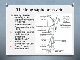 Anatomy of venous system of lower limb | PPTX