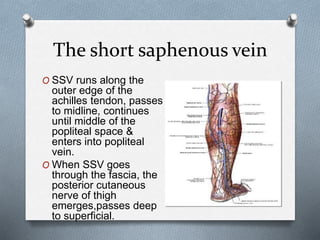 Anatomy of venous system of lower limb | PPTX
