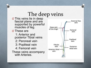 Anatomy of venous system of lower limb | PPTX