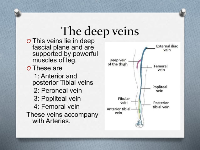Anatomy of venous system of lower limb | PPTX